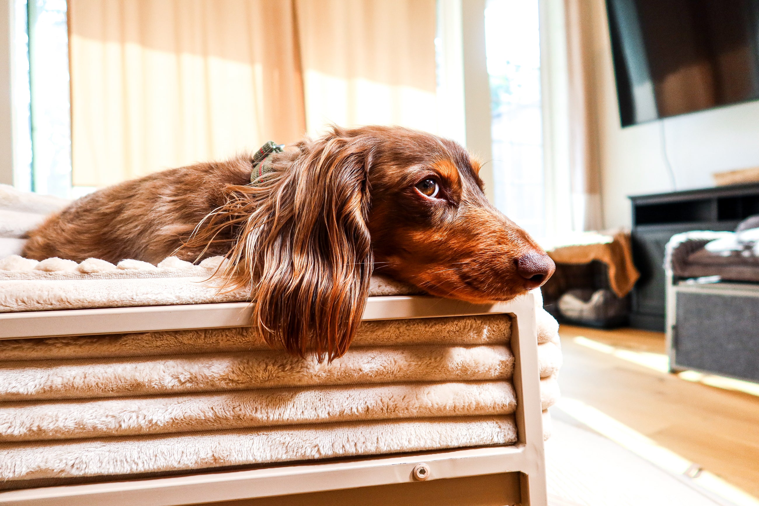 Office Chair For Your Dog with easy access ramp – SeatMate