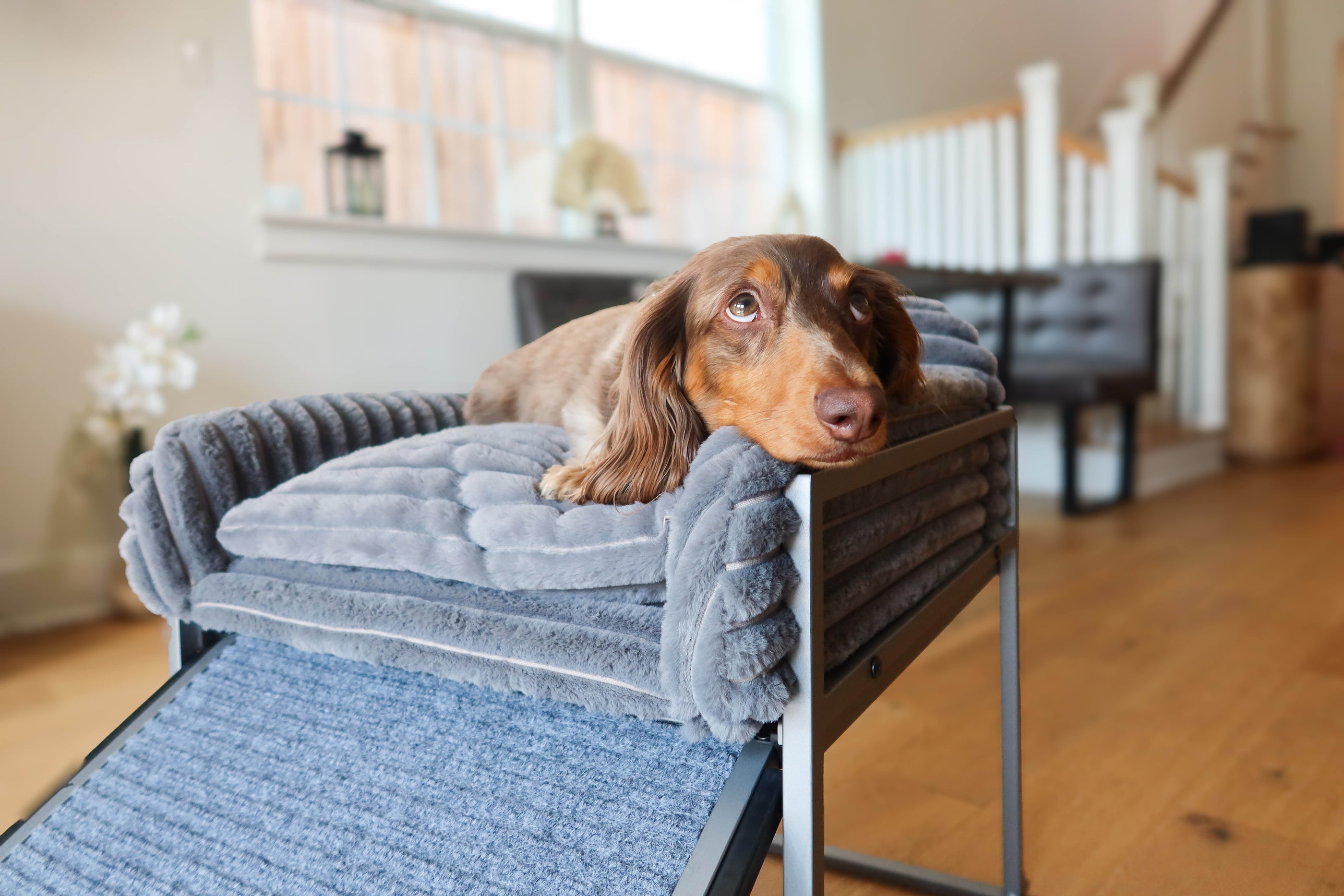 Office Chair For Your Dog with easy access ramp – SeatMate